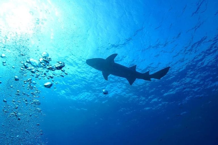 Fulidhoo Island Maldives - complete guide to the best local island