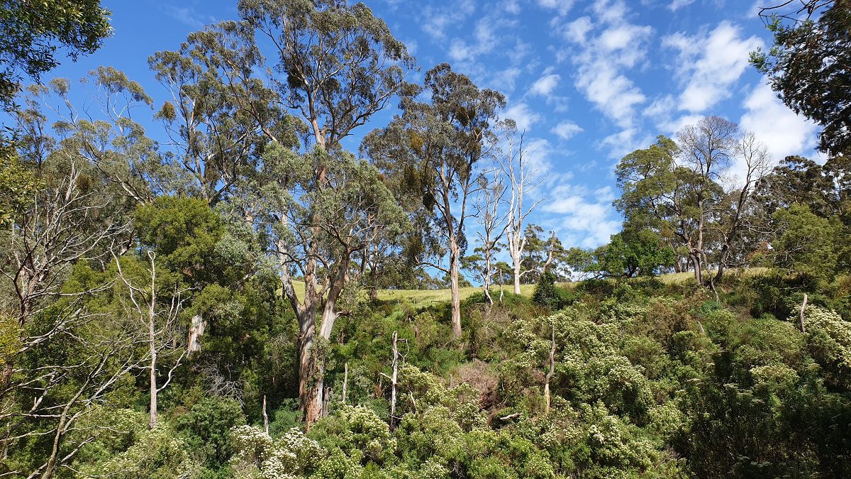 The lively little town of Loch Village - South Gippsland